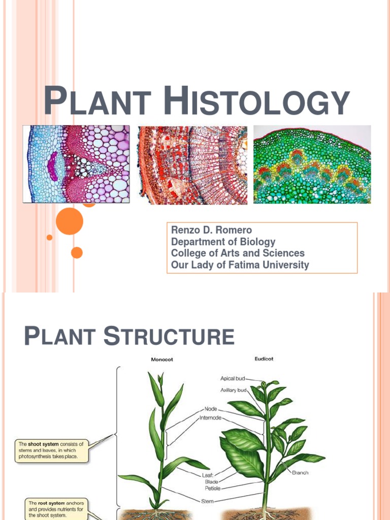 #5 Plant Tissues PDF | PDF | Tissue (Biology) | Plant Stem