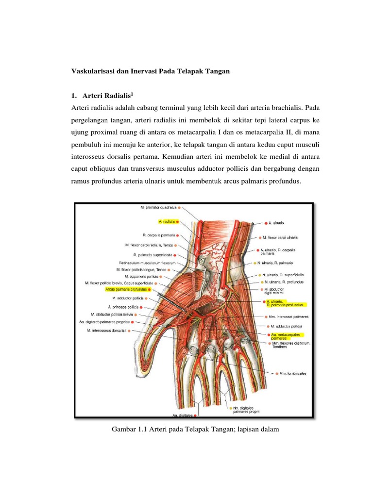 Vaskularisasi Dan Inervasi Pada Telapak Tangan | PDF
