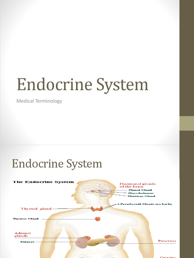 Endocrine System: Medical Terminology | PDF