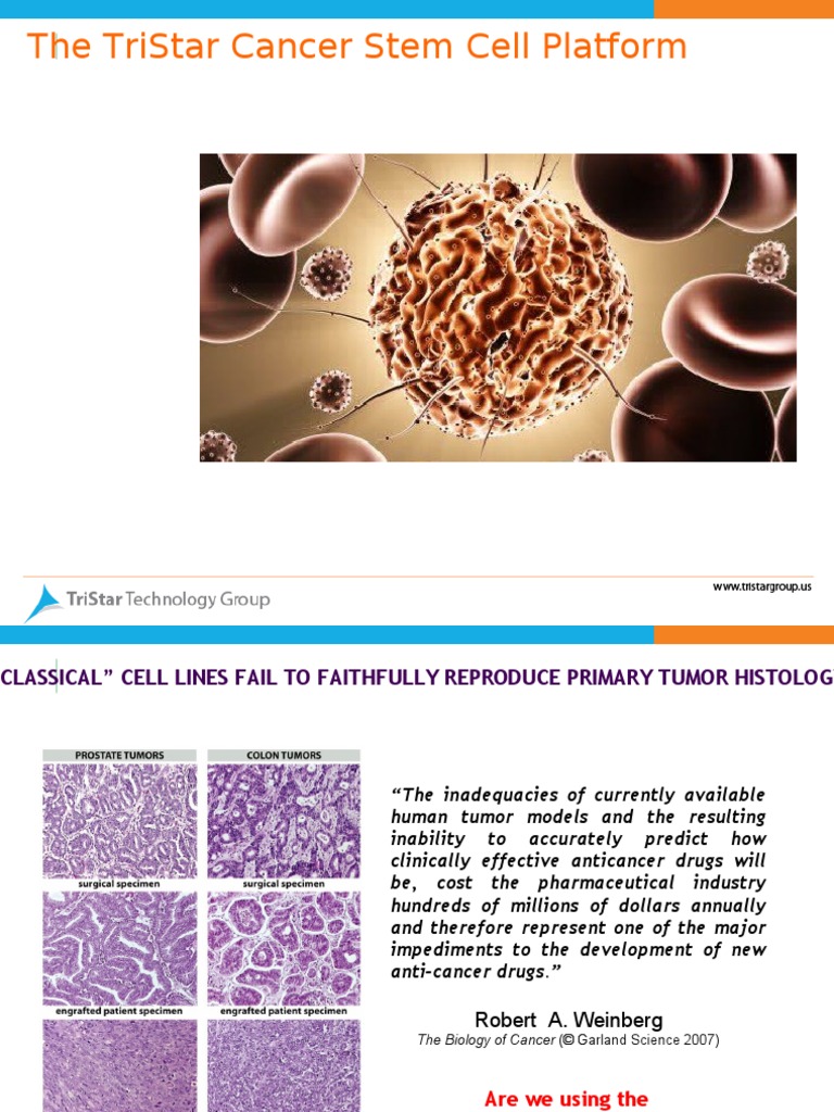 Cancer Stem Cells Presentation | PDF | Colorectal Cancer | Cancer