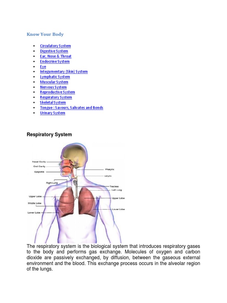 Know Your Body | PDF | Heart Valve | Lung
