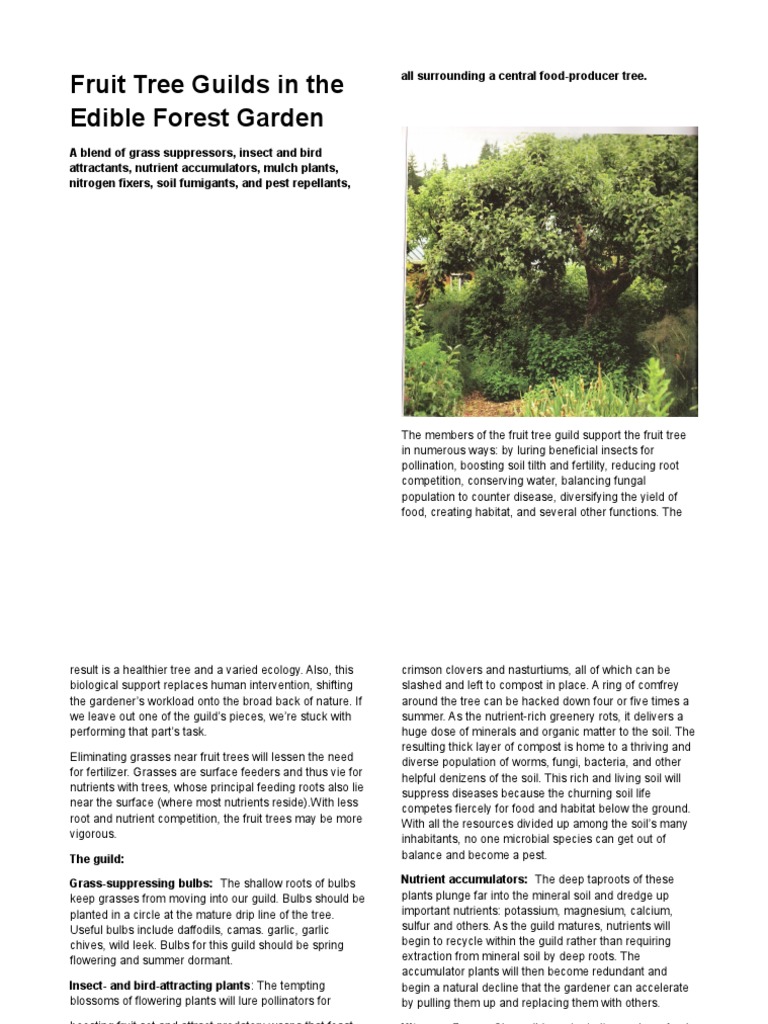 Fruit Tree Guilds in The Edible Forest Garden Landscape | PDF