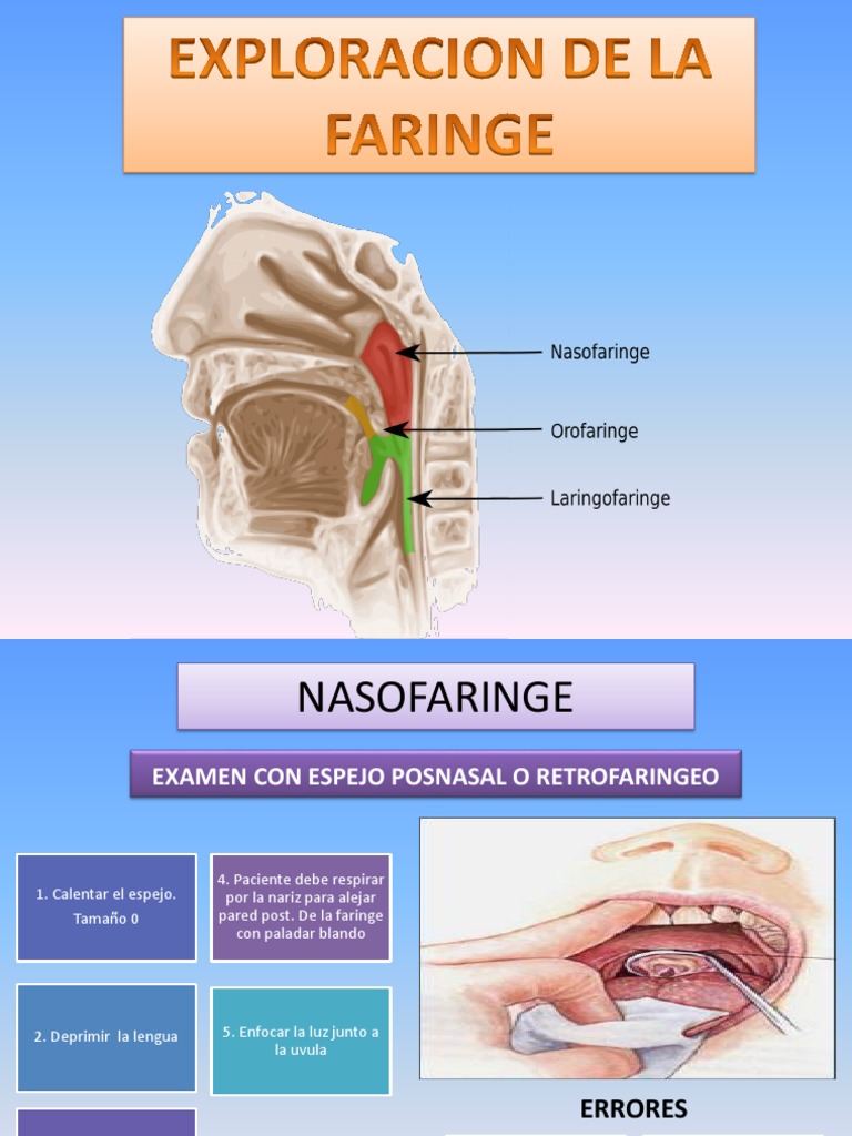 Faringe | PDF | Anatomia animal | Anatomía humana