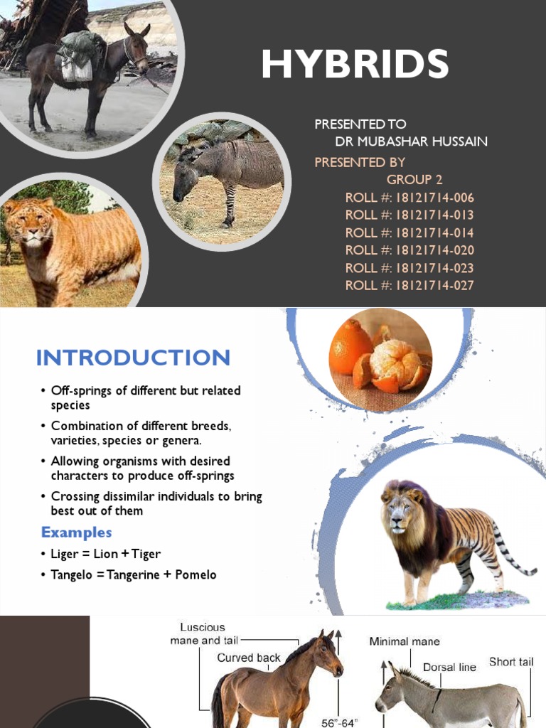 Hybrids: Presented To DR Mubashar Hussain | PDF | Hybrid (Biology ...