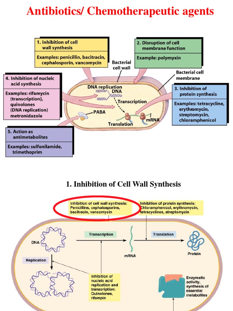 22 - Disease Biology PDF | PDF | Antimicrobial Resistance | Cell Wall
