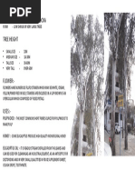 Safeda Tree: Eucalyptus Overview | PDF