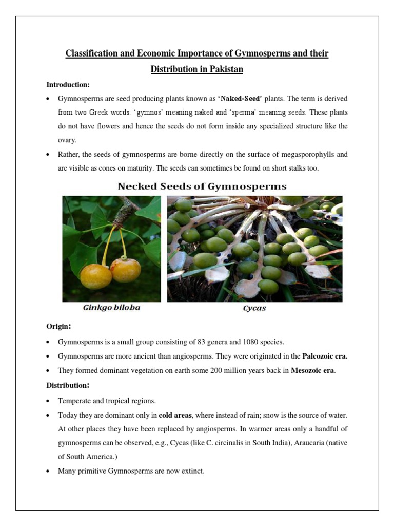 Gymnosperms | PDF | Pinophyta | Branches Of Botany