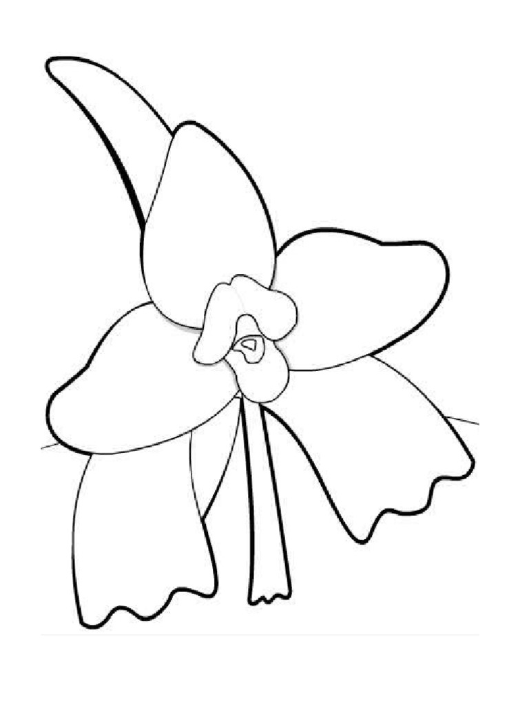 La historia de la Monja Blanca como Flor Nacional de Guatemala y los ...
