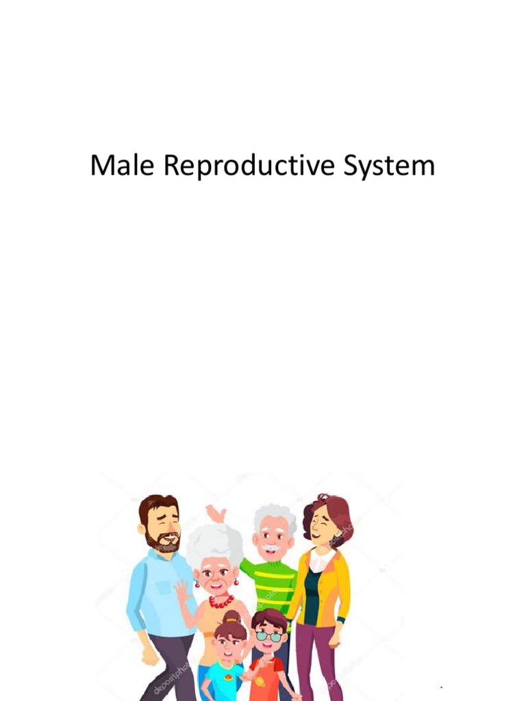 Male Rep System | PDF | Wellness
