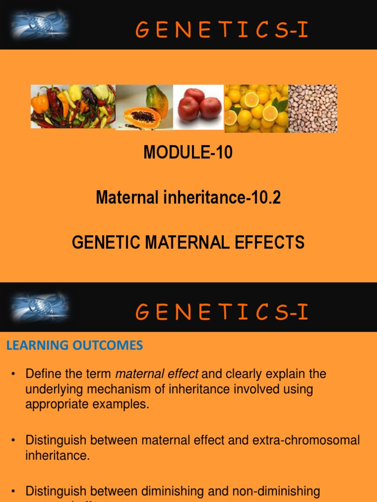 Genetic Maternal Effects Explained | PDF | Genotype | Heredity