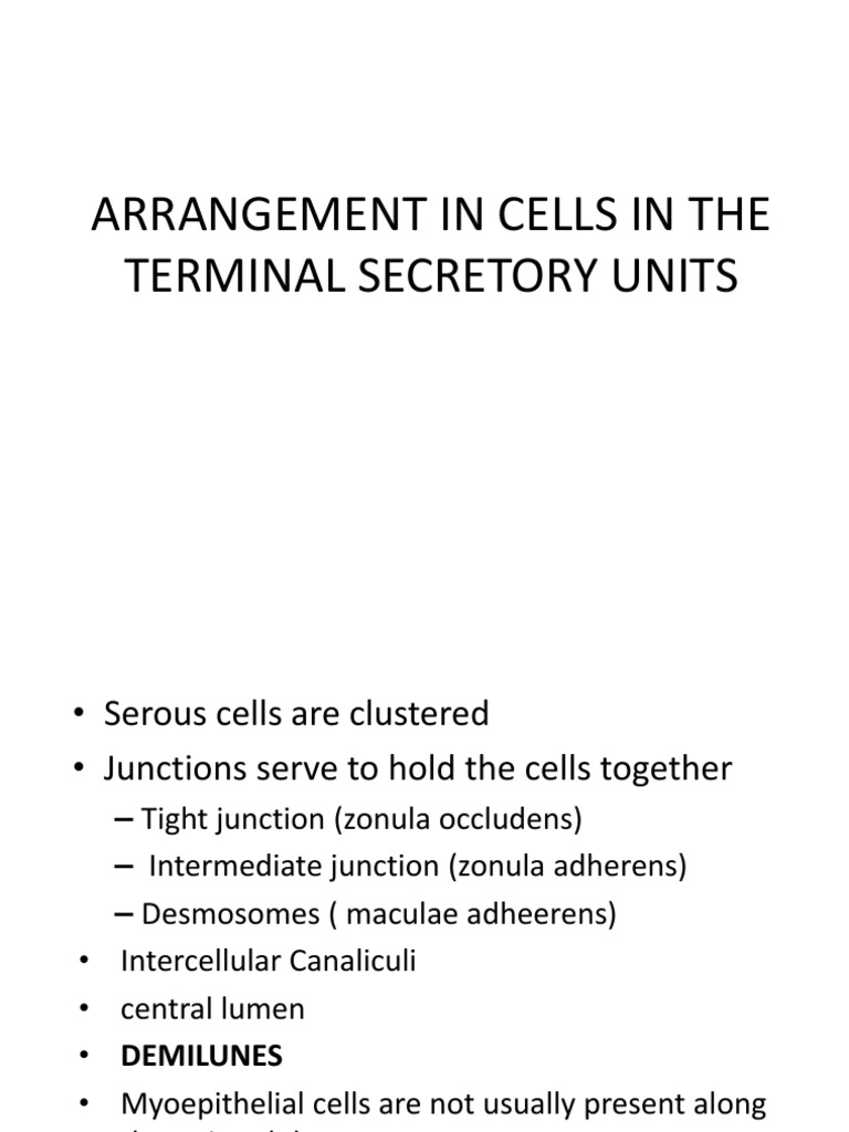 Arrangement in Cells in The Terminal Secretory Units | PDF | Epithelium ...