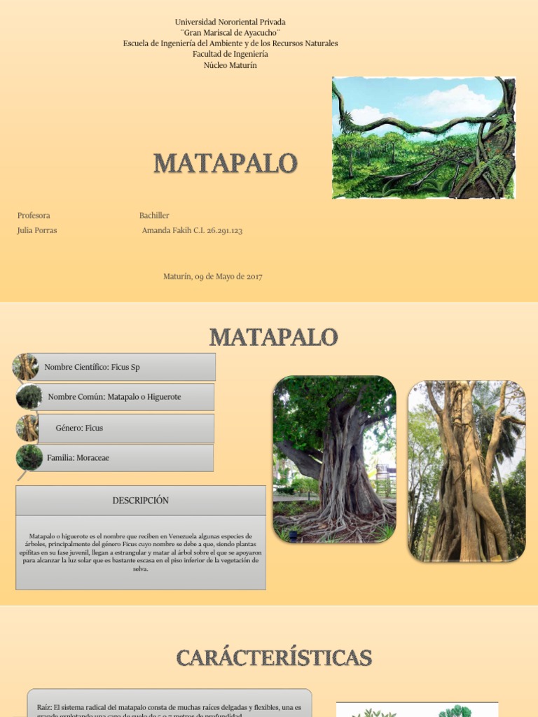 Matapalo Diapositivas | PDF | Arboles | Hoja