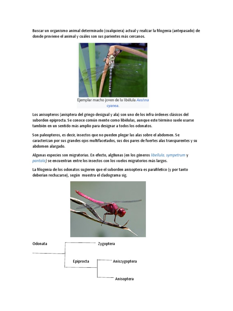 Filogenia Biologia | PDF | Libélula | Insectos y humanos