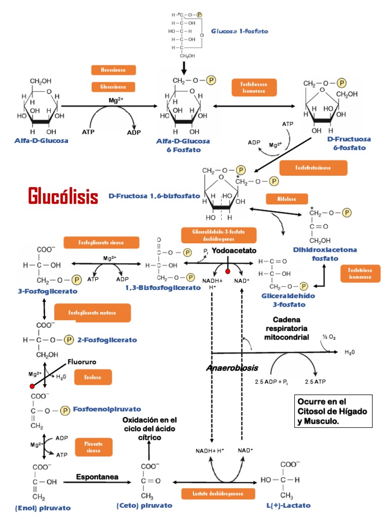 Esquema Completo de la Glucólisis | PDF | Glucólisis | Procesos celulares