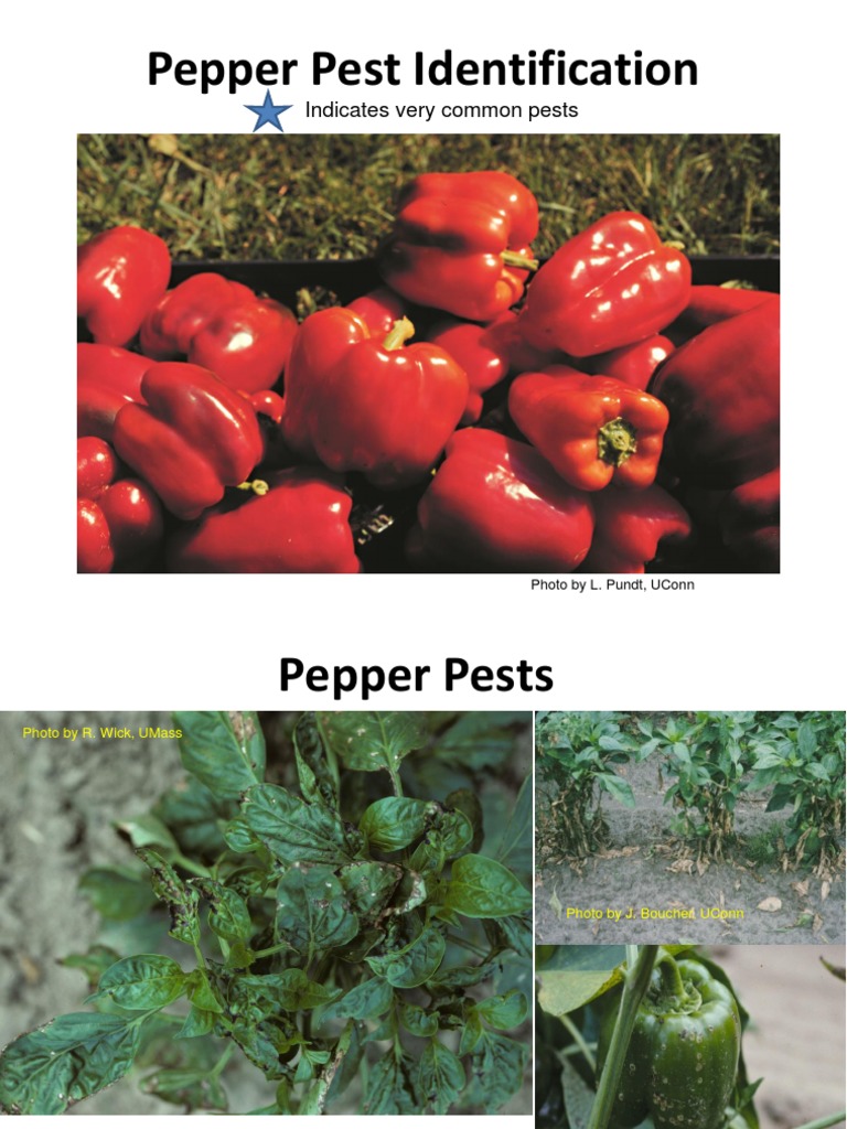 Pepper Pest Identification 2 | PDF | Organisms | Pest (Organism)