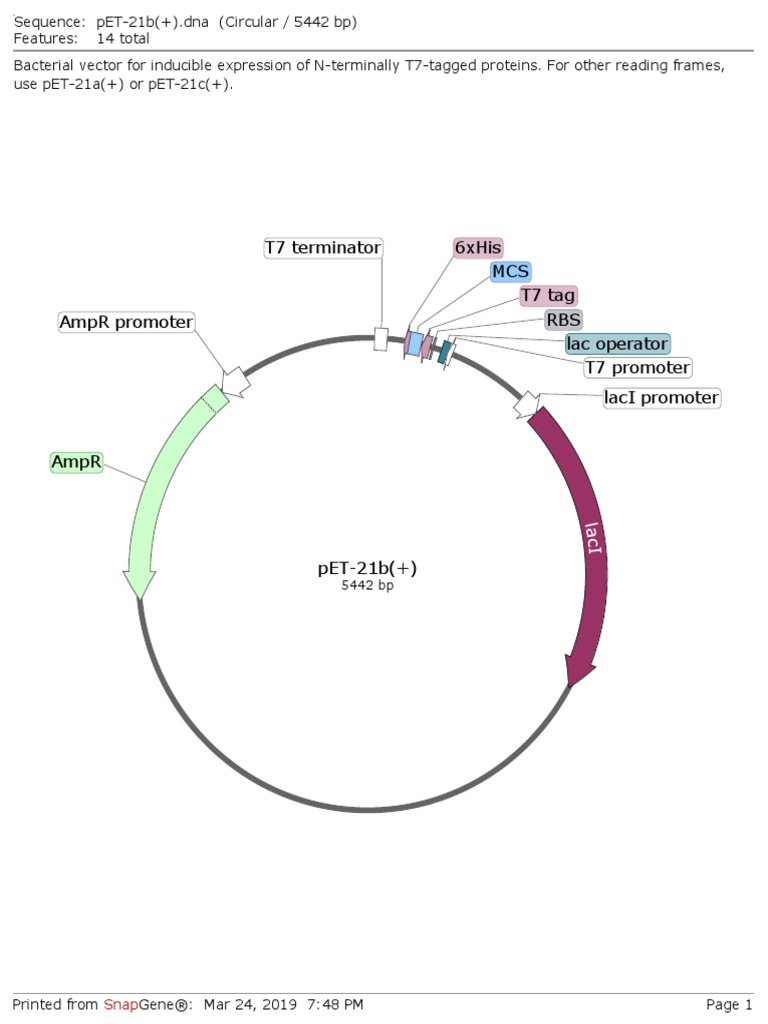 T7 Terminator 6xhis Mcs T7 Tag Rbs Lac Operator T7 Promoter Laci ...