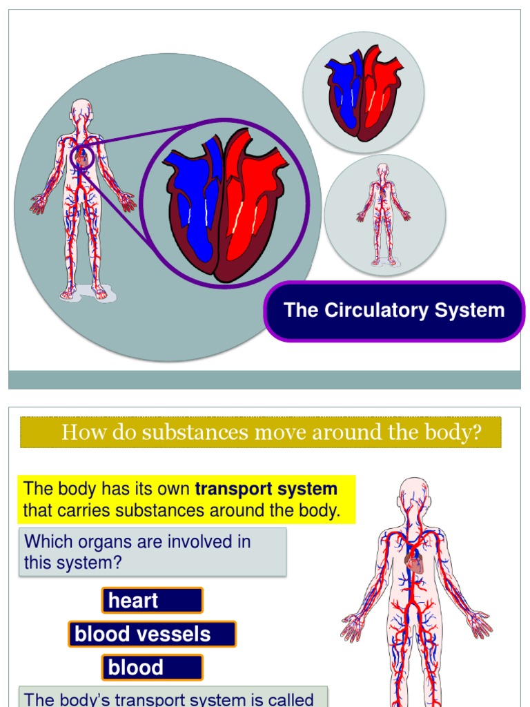 The Circulatory System: A Transport System for Carrying Substances ...
