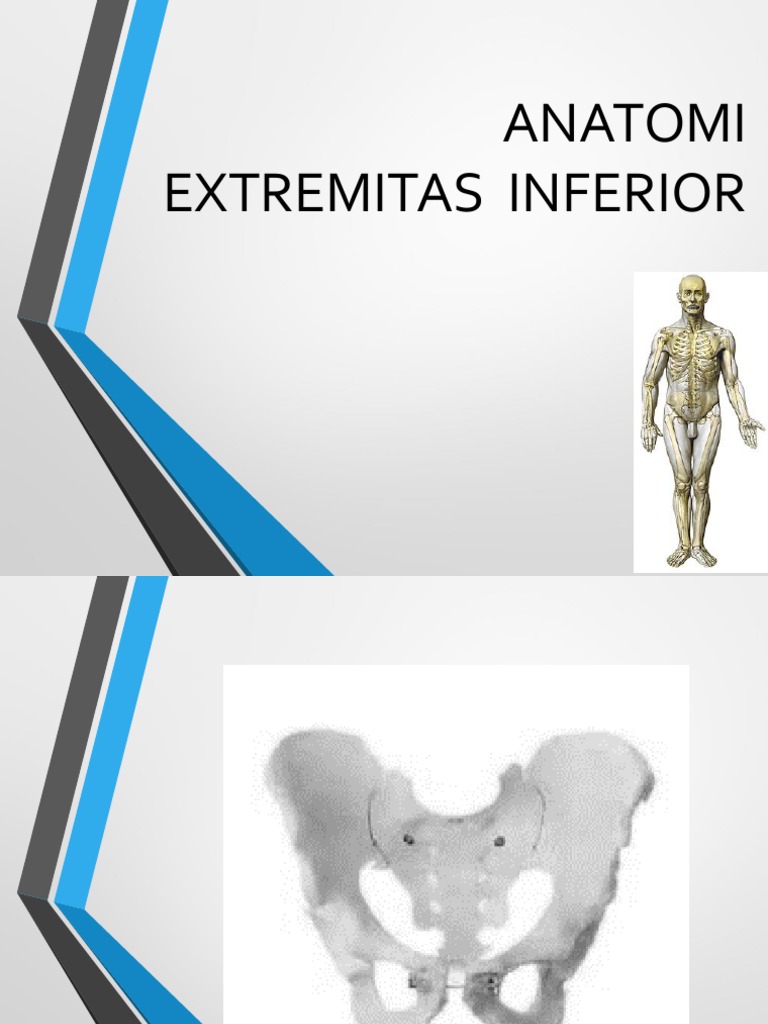 Anatomi Extremitas Inferior | PDF | Lower Limb Anatomy ...