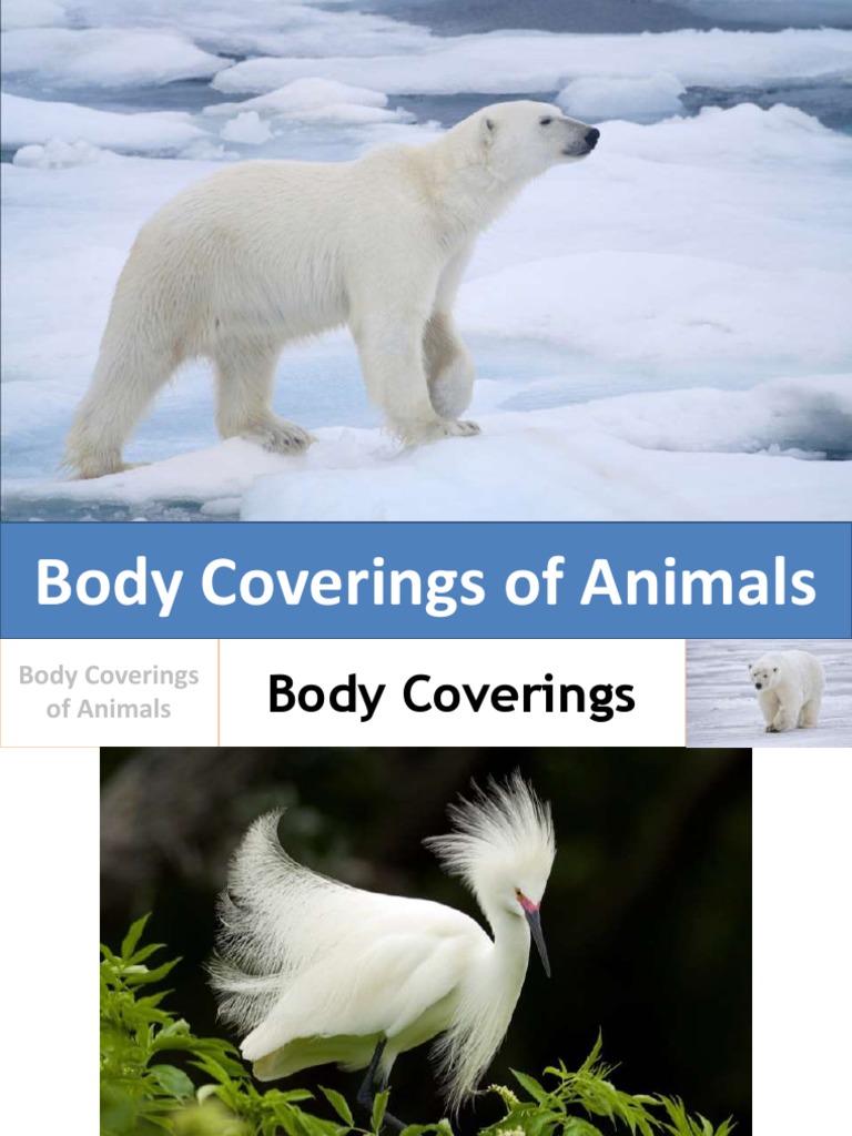 Body Coverings of Animals | PDF | Fur | Birds