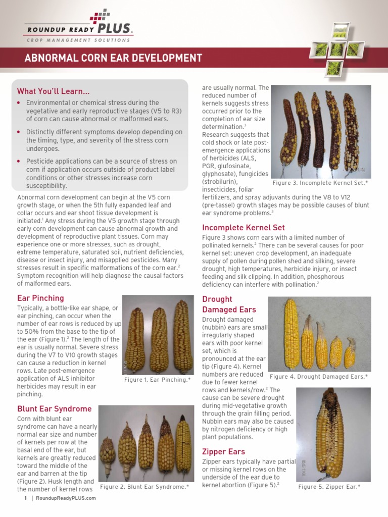 Abnormal Corn Ear Developemnt | PDF | Genetically Modified Crops | Maize