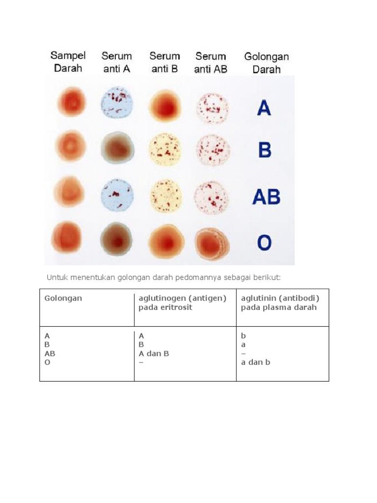 Golongan Darah Pdf