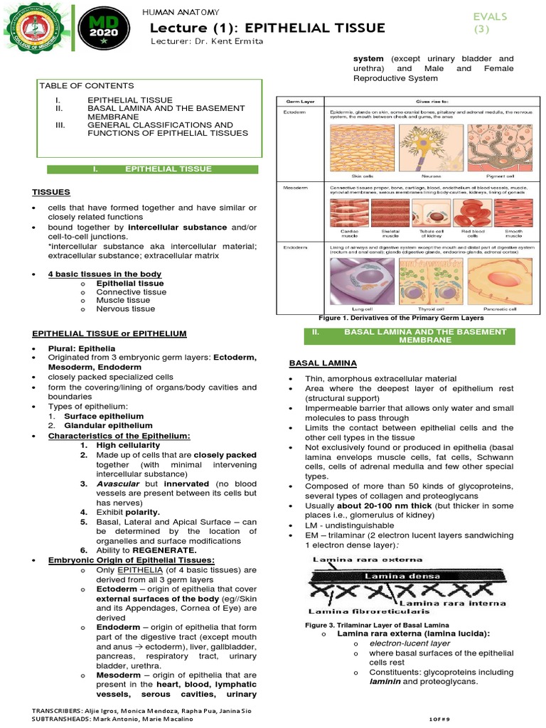 Epithelial Tissue | PDF | Epithelium | Tissue (Biology)