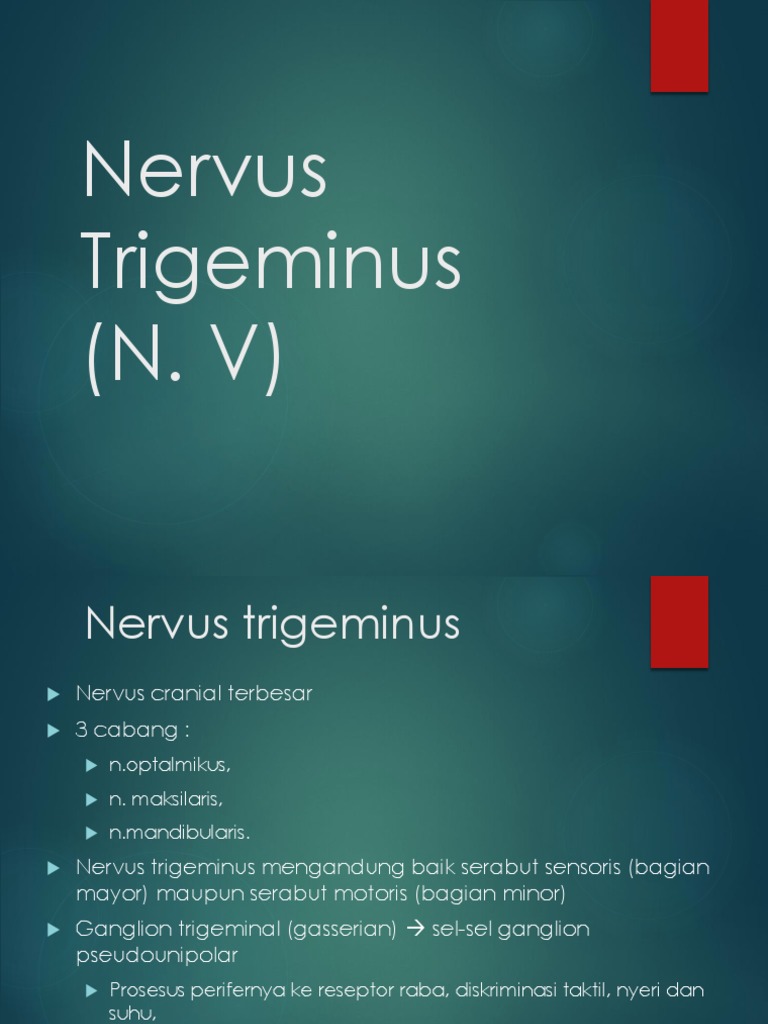 Nervus V Dan VI | PDF