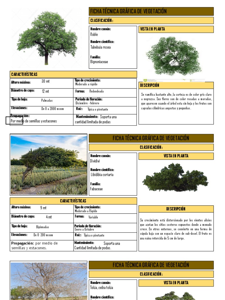 Ficha de Vegetacion | PDF | Arboles | Hoja