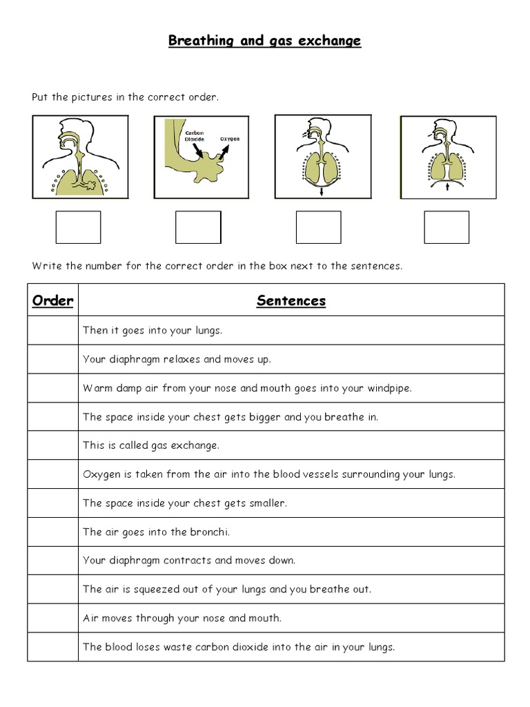 Breathing and Gas Exchange Sequence | PDF | Language Arts & Discipline ...