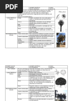 Ficha de Vegetacion | PDF | Arboles | Hoja