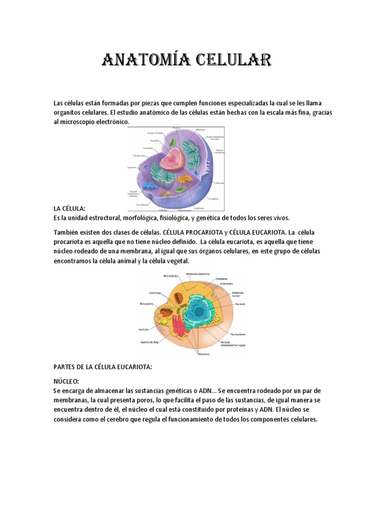 Anatomía Celular | PDF | Citoplasma | Biología Celular)