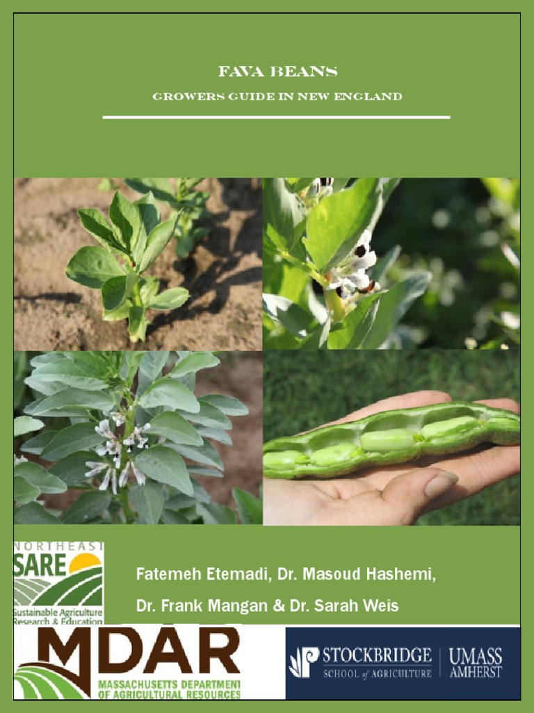 Fava Bean Guide 2 | PDF | Bean | Legume