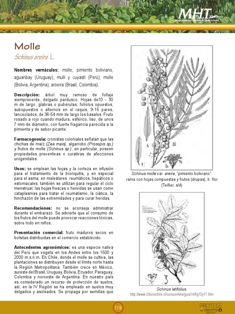 Propiedades medicinales y usos tradicionales del molle (Schinus molle ...