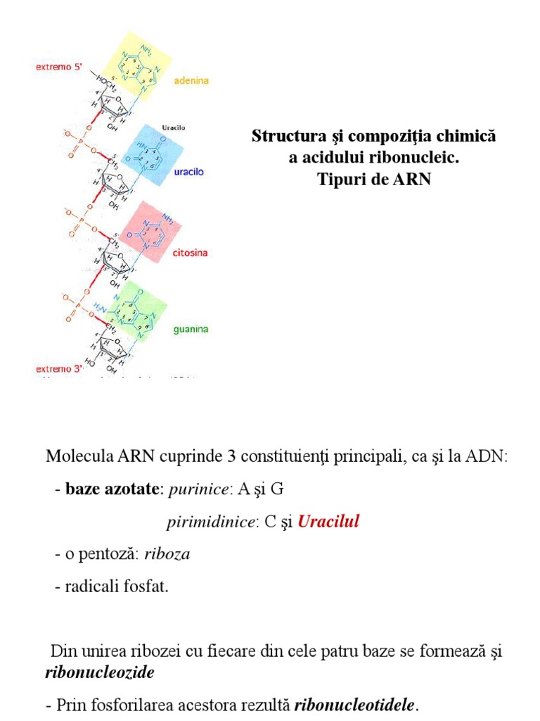 ARN. Tipuri de ARN | PDF