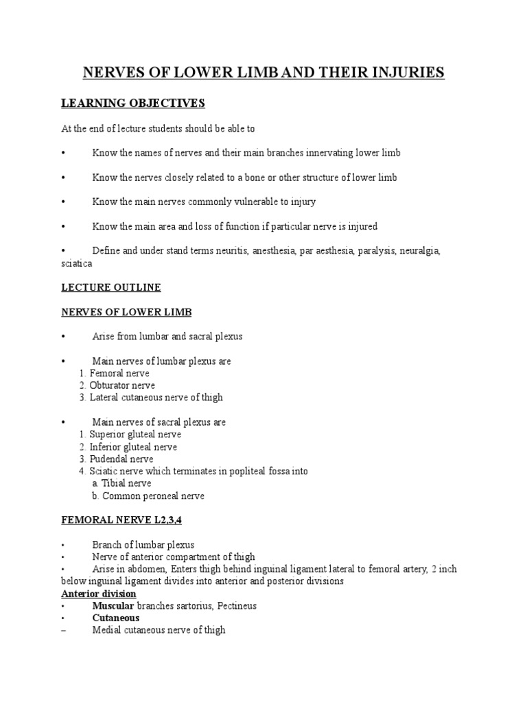 Nerves of Lower Limb and Their Injuries, S-Ii-Lm-0120 | PDF | Human Leg ...