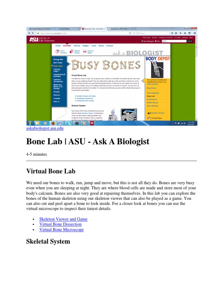 Bone Lab - ASU - Ask A Biologist | PDF | Bone | Human Body