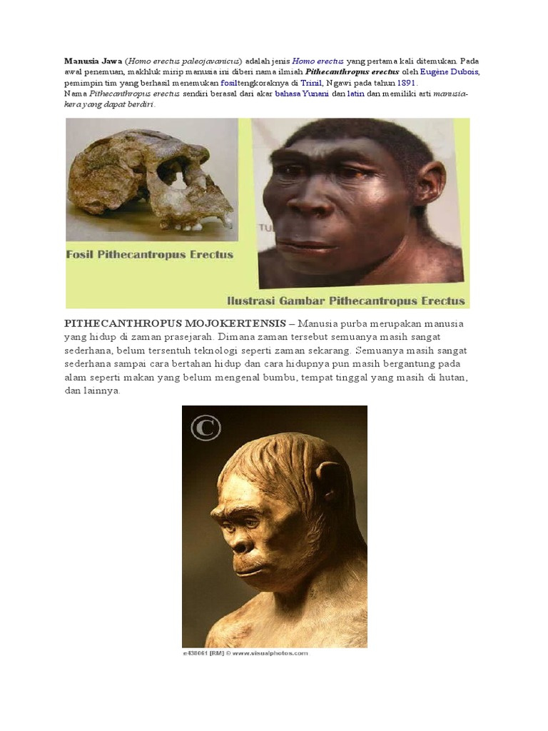 Manusia Purba Jawa: Pithecanthropus dan Meganthropus | PDF