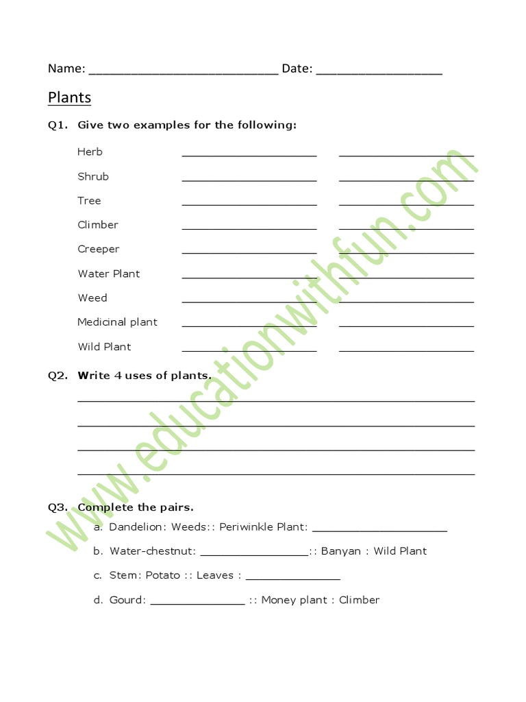 Plants Worksheet 3 | PDF | Plant Morphology | Branches Of Botany