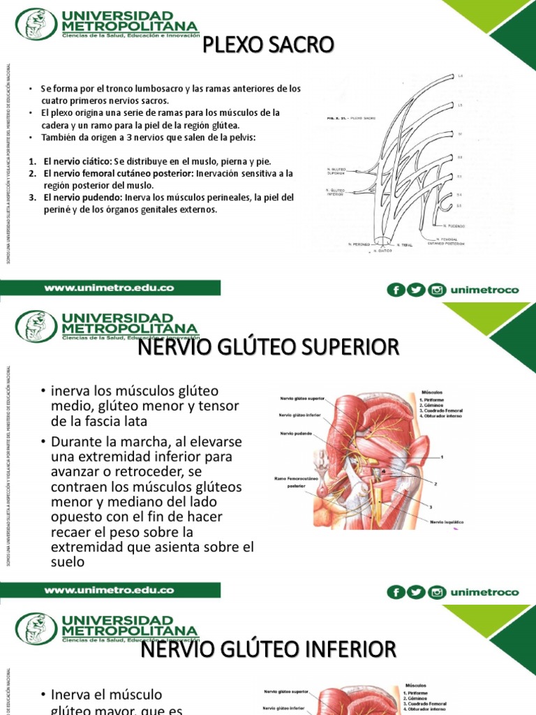 Plexo Sacro | PDF | Sistema musculoesquelético | Extremidades (anatomía)