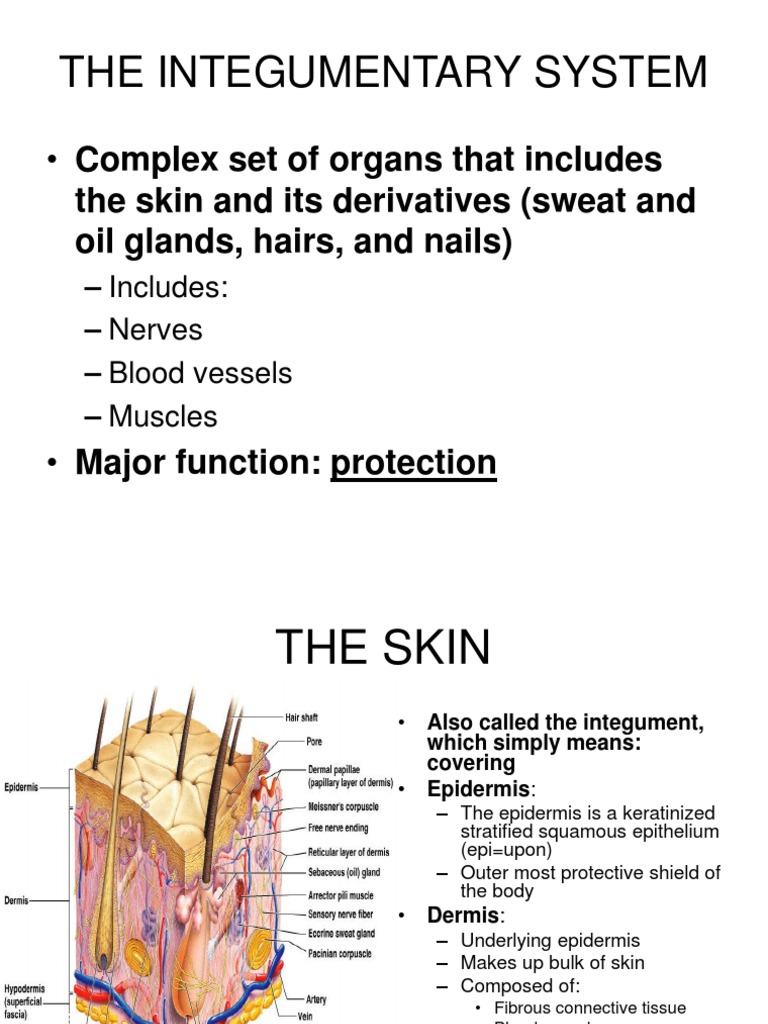 Overview of the Integumentary System | PDF | Epidermis | Skin