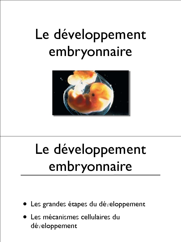 Étapes du développement embryonnaire | PDF
