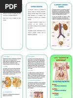 Triptico Del Sistema Excretor | PDF | Sistema urinario | Riñón