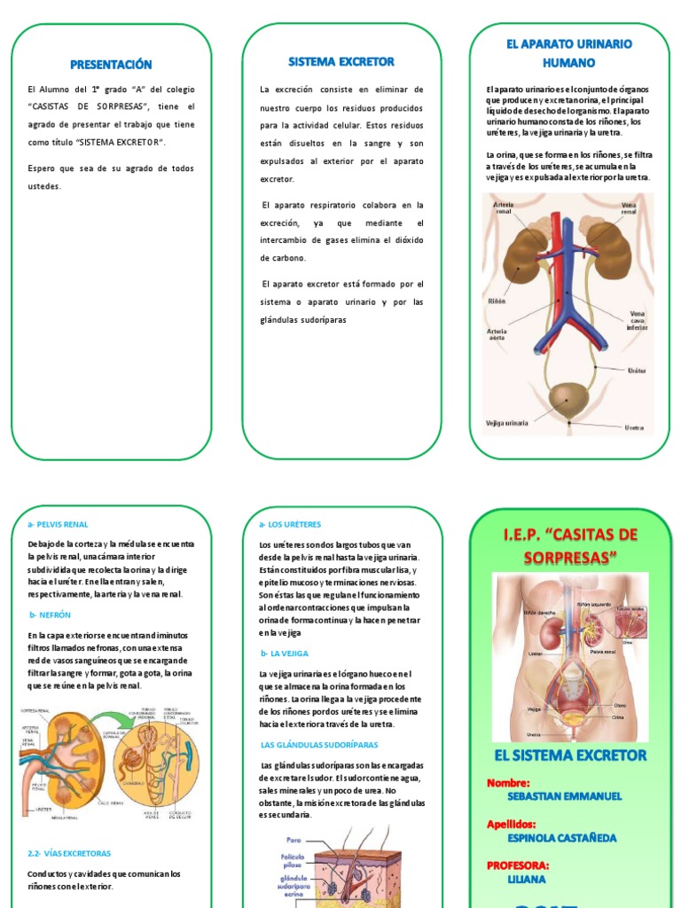 Triptico Sistemaexcretor 170505213600 | PDF | Sistema urinario | Sistema genitourinario