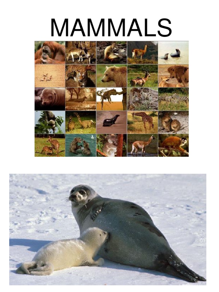 Characteristics and Types of Mammals | PDF