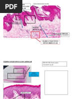 Condrogénesis y Crecimiento del Cartílago | PDF