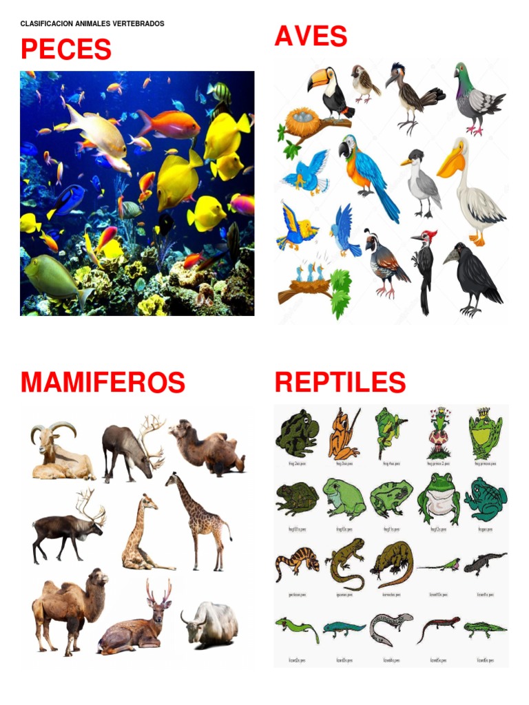Una guía ilustrada de los principales grupos de animales vertebrados e ...