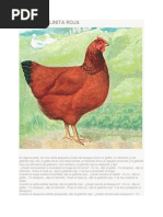 El Cuento Del Pollito | PDF