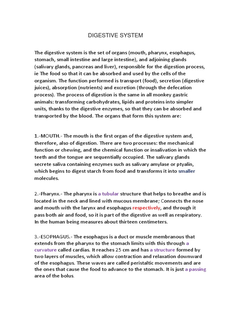 An In-Depth Look at the Complex Digestive System: A Breakdown of Each ...