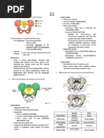 Anatomy of the Pelvis Explained | PDF | Pelvis | Vertebra