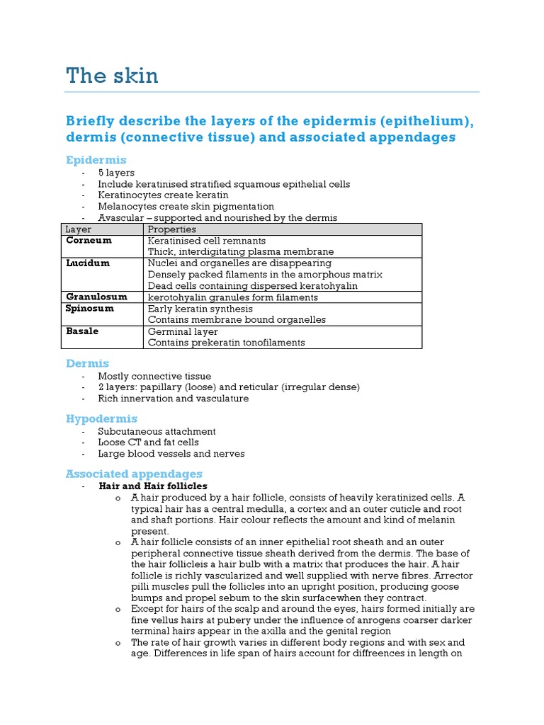3 The Skin | PDF | Skin | Hair